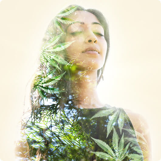 The Sacred Way of Cannabis as a Spiritual Ally | The Shift Network