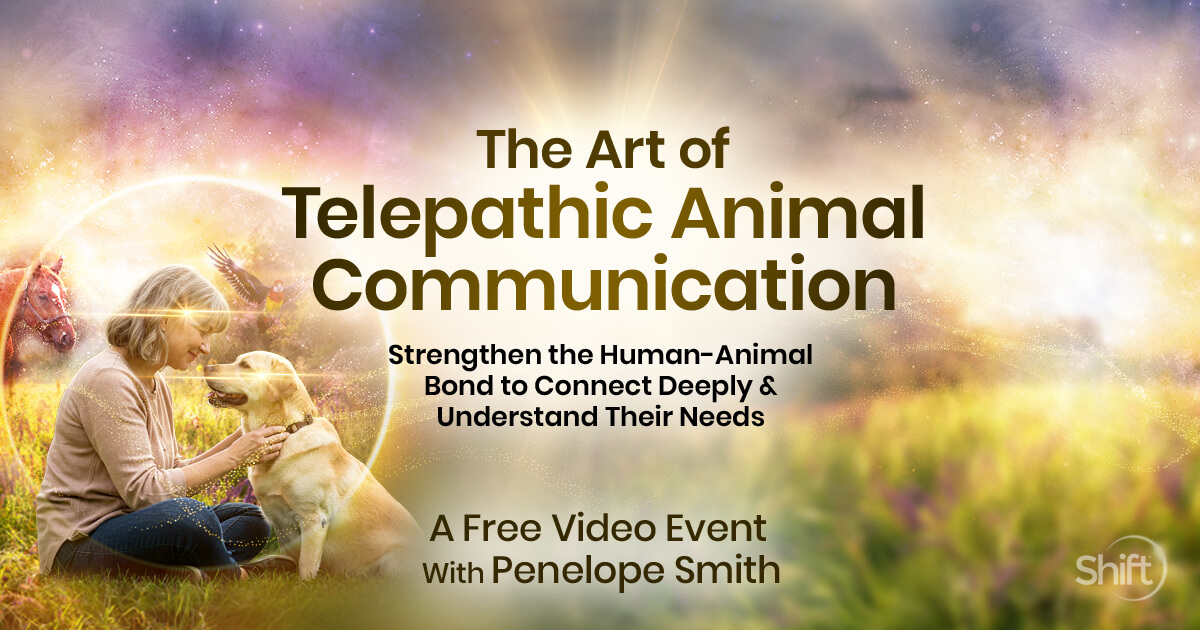 Animal Telepathic Communication Certification | The Shift Network